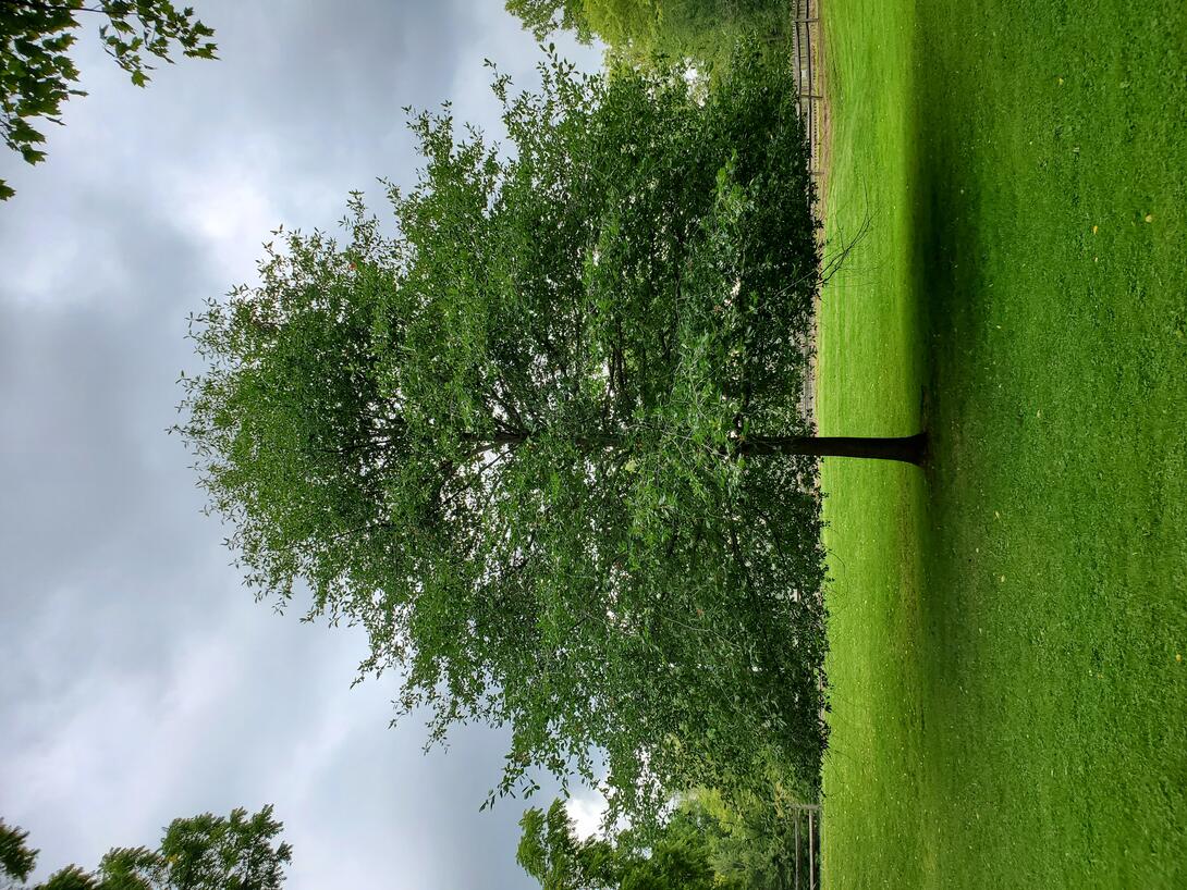 Blackgum | CMP Tree Selection Tool